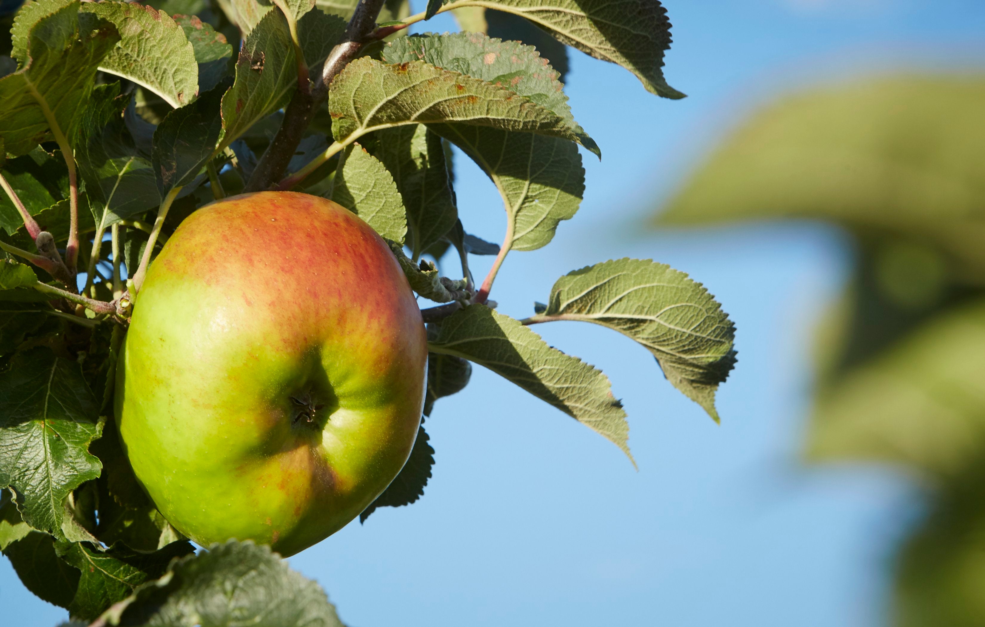 Mackle Apple – mackleapple